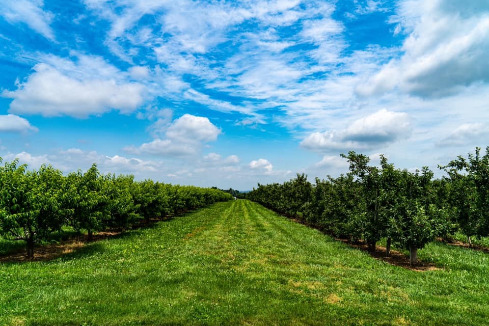 Kauffman Orchards | Discover Lancaster