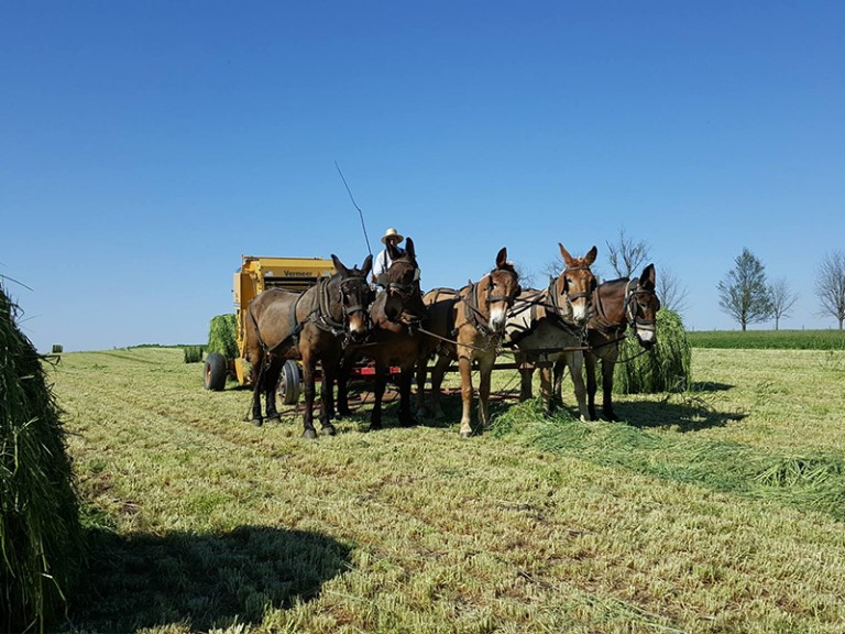 Animal Experiences in Lancaster, PA | Discover Lancaster