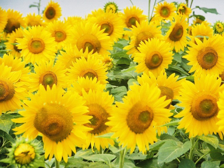 Plant & Garden Centers in Lancaster, PA | Discover Lancaster