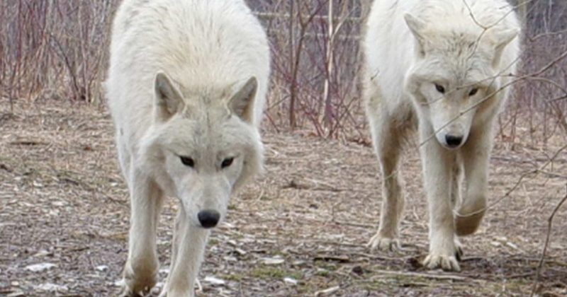 Wolf Sanctuary of PA | Discover Lancaster