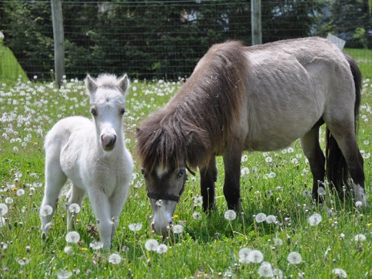 Animal Experiences in Lancaster, PA | Discover Lancaster