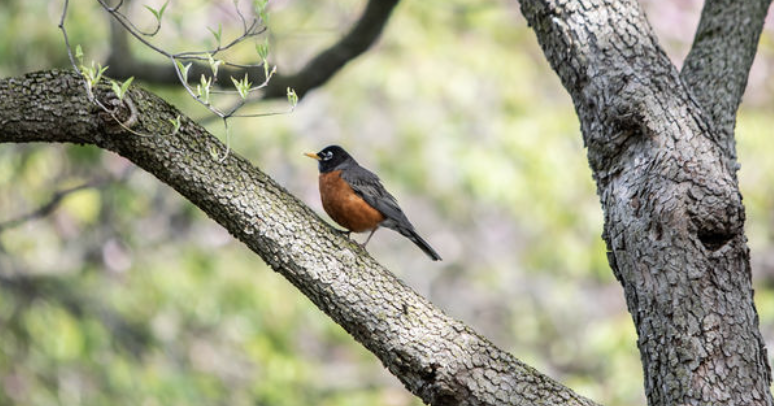 Bird Watching in Lancaster, PA | Birding | Discover Lancaster