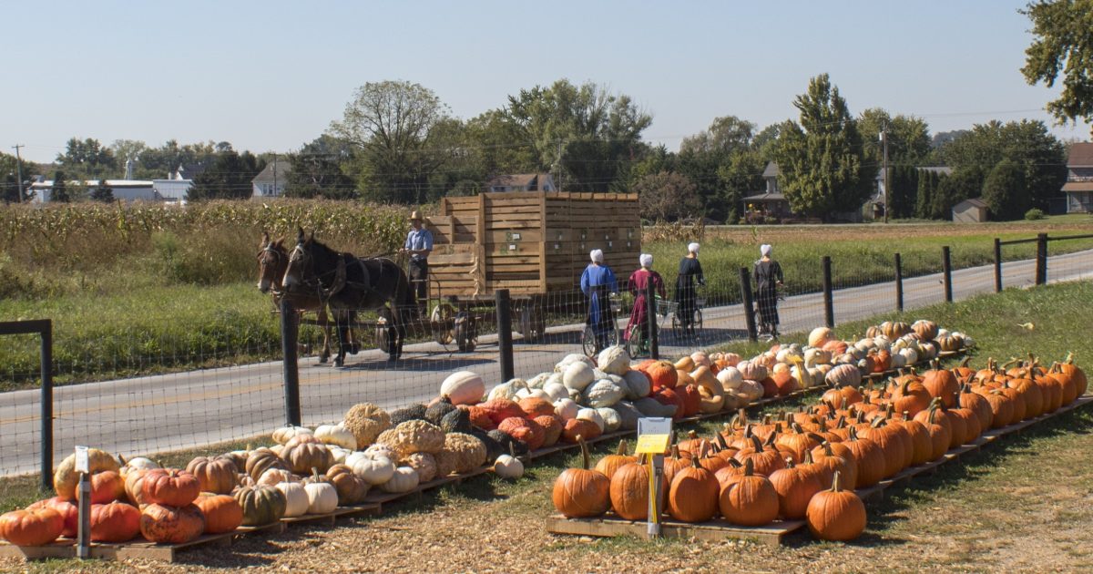 Pick Your Own Pumpkins in Lancaster | Discover Lancaster